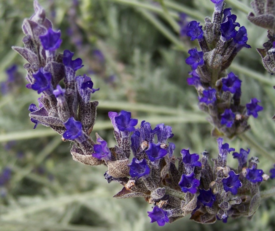 The 2 Minute Gardener: Photo - Goodwin Creek Grey Lavender (Lavandula ...