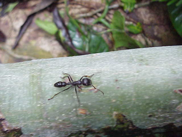 The Phytophactor: Wonderful world of ants