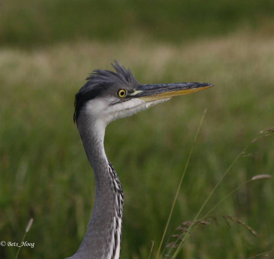 Bets Fotonieuws: De blauwe reiger