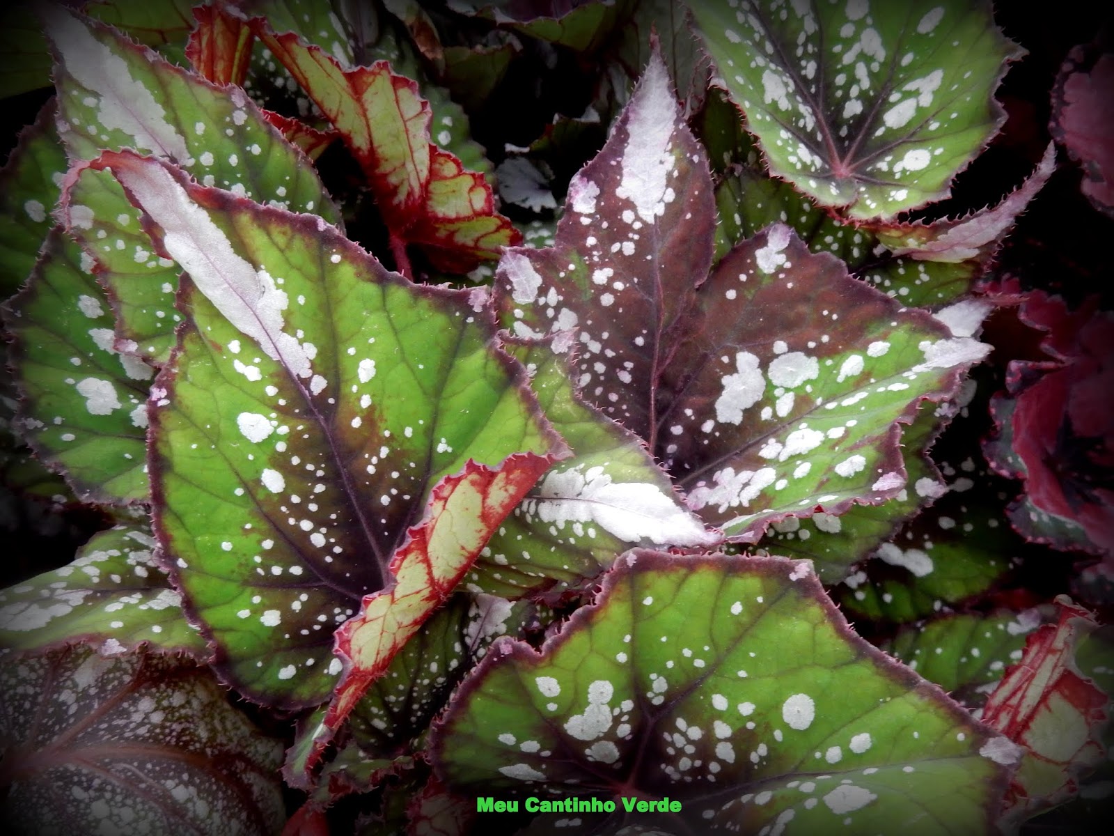Meu Cantinho Verde: BEGONIA REX PUTZ