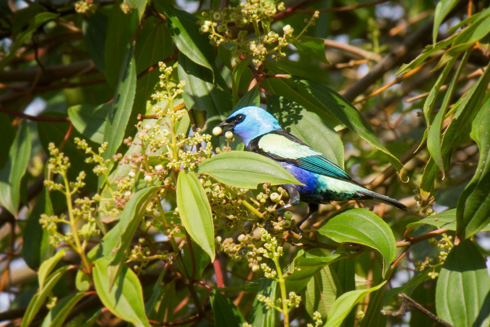 Avistamientos de Aves en Silvanìa (Cundinamarca - Colombia)