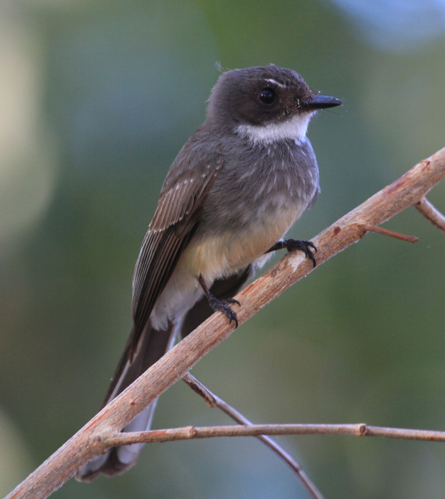Richard Waring's Birds of Australia: Birds of Darwin - Buffalo Creek ...