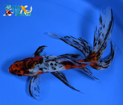 Koi To The World: Watonai Goldfish