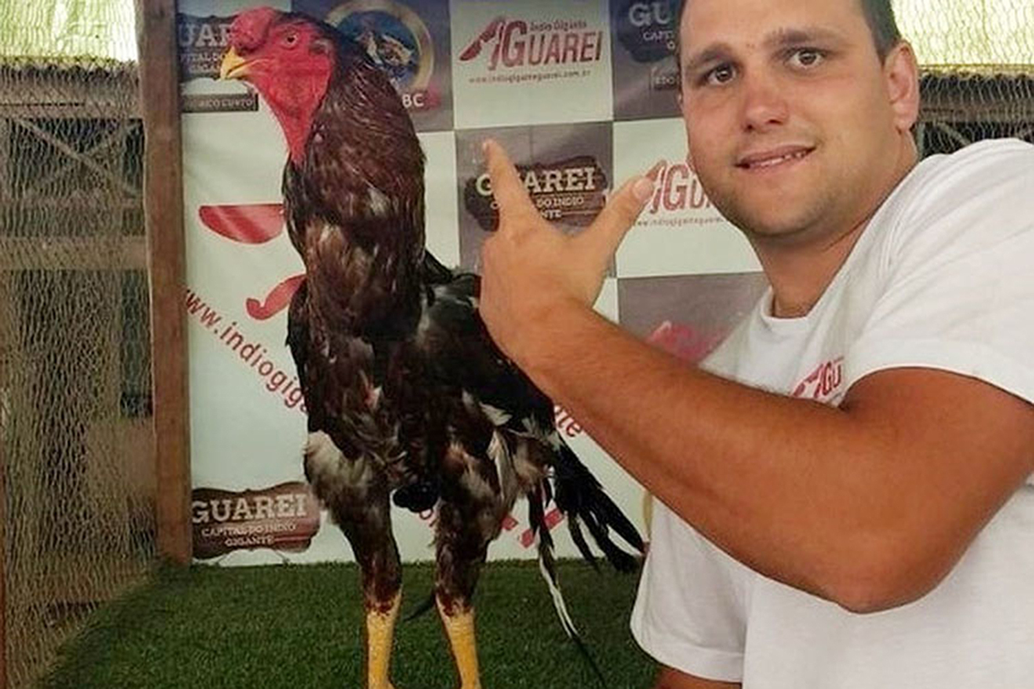 Um galo foi arrematado por R$ 154 mil num leilão realizado no último ...