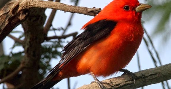 Ecobirder: Scarlet Tanager