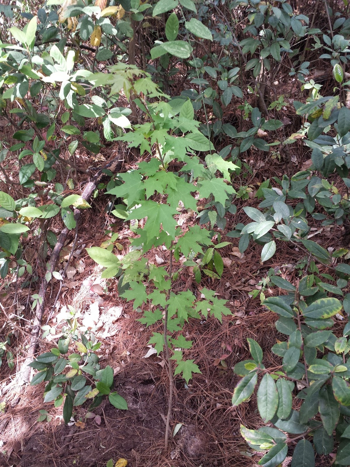 Los árboles: Maple (Arce) Canadiense