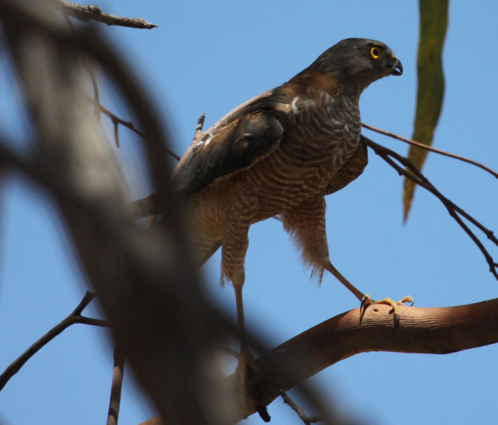 Richard Waring's Birds of Australia: Collared Sparrowhawk at Redbank ...