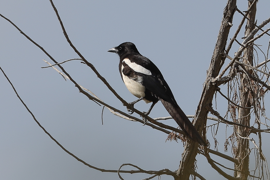 Birds of Saudi Arabia: Arabian Magpie – Tanoumah