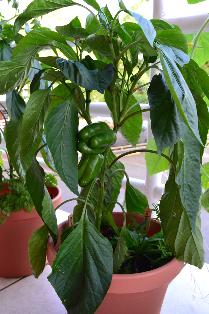 Container Gardening in Puerto Rico: Ring My Bell
