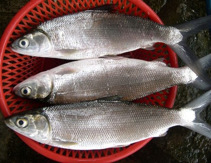 Mengenal Morfologi dan Penyebaran Ikan Bandeng