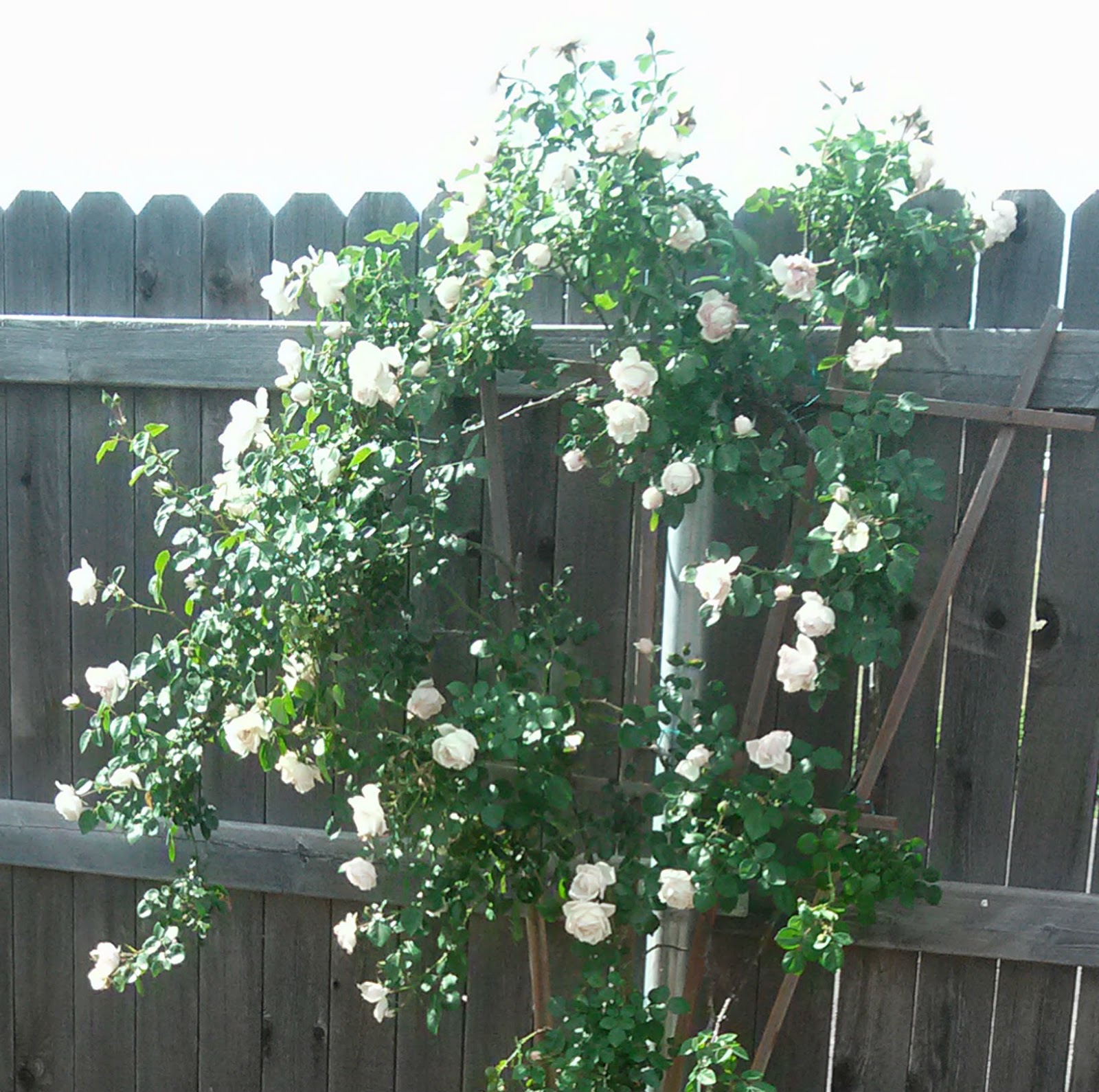 Earth-Kind Roses: An Introduction