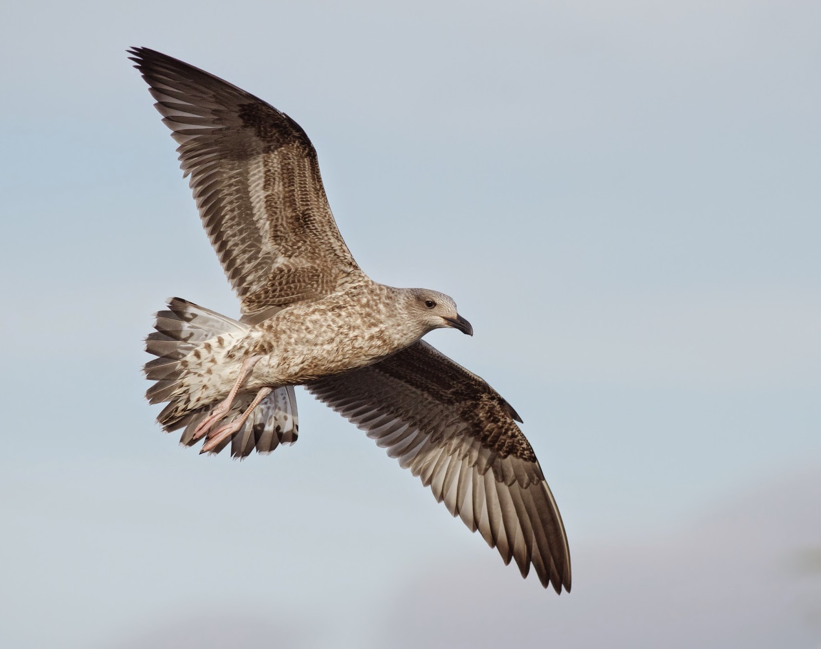 Alix Arthur d'Entremont: First Cycle Lesser Black-backed Gull