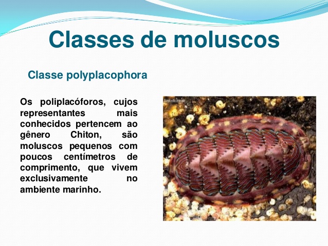 Filo mollusca | Biologia: A ciência da vida