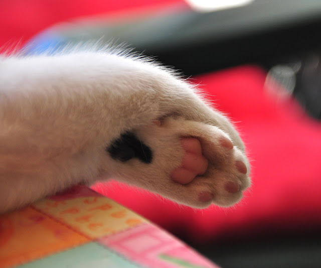A Yankee-in-Belgrade: ABC WEDNESDAY--"F" is for "Furry feline feet"