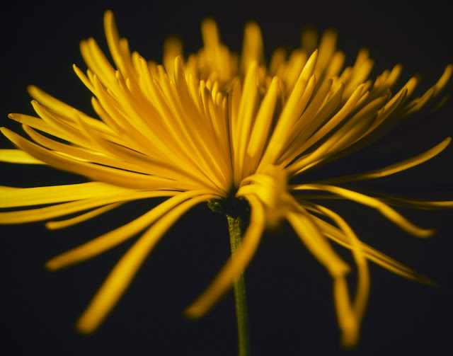 Allison Flowers Photography