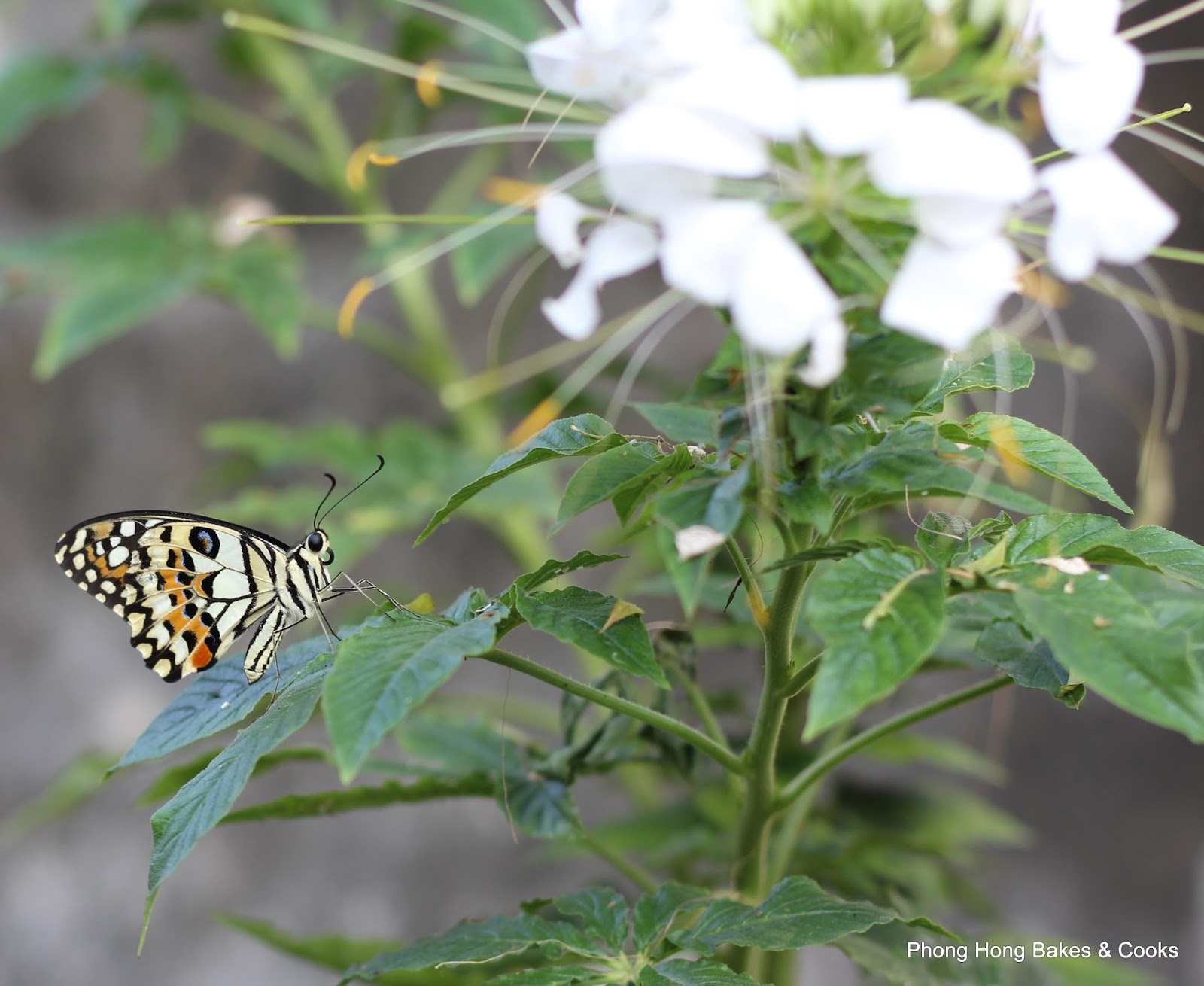 PH the Malaysian Carnivore: Pretty Critters