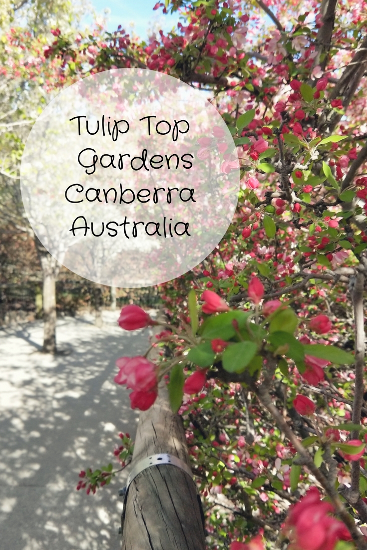 Cherry Blossoms - Tulip Top Gardens Canberra | Australia