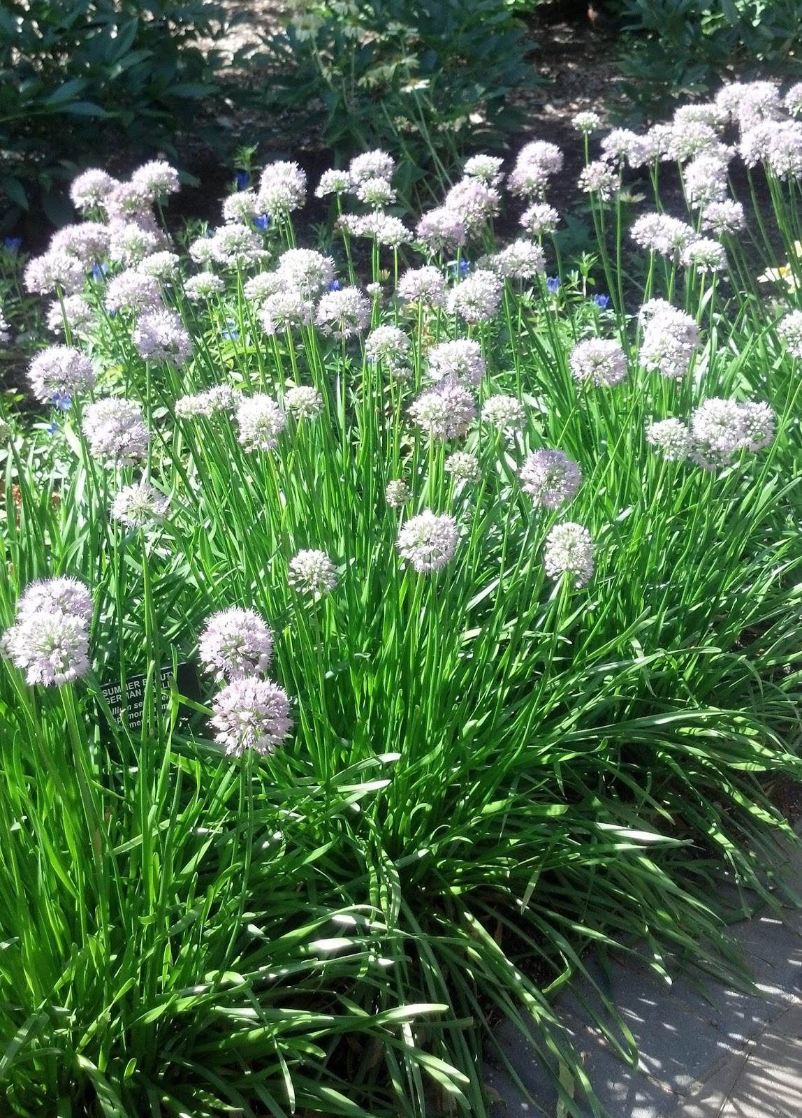 Backyard Patch Herbal Blog: Fragrance Garden at the Morton Arboretum ...