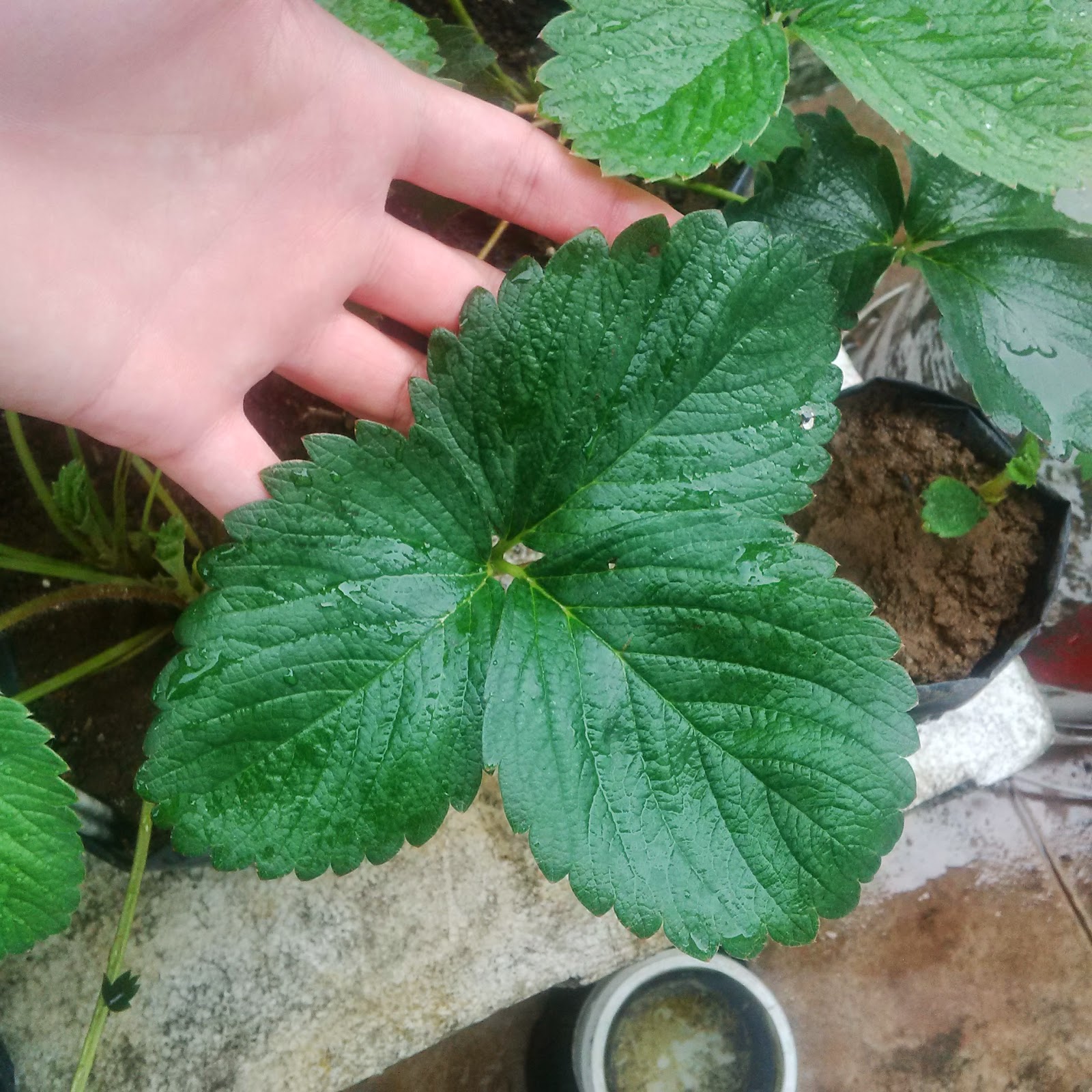 Strawberry's friday: Tanaman strawberry dataran rendah