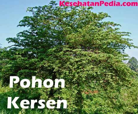 Khasiat Buah Kersen (Talok) untuk Kesehatan - kesehatanpedia
