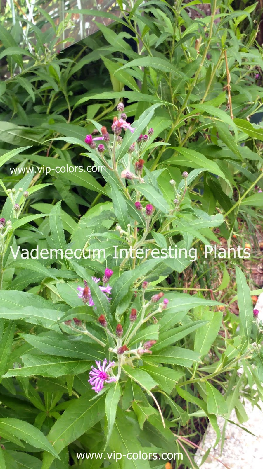 Vademecum Interesting Plants: Vernonia gigantea - Wernonia olbrzymia ...