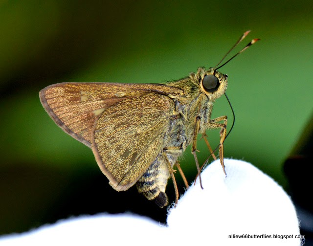 Halpe homolea ?- Id help please