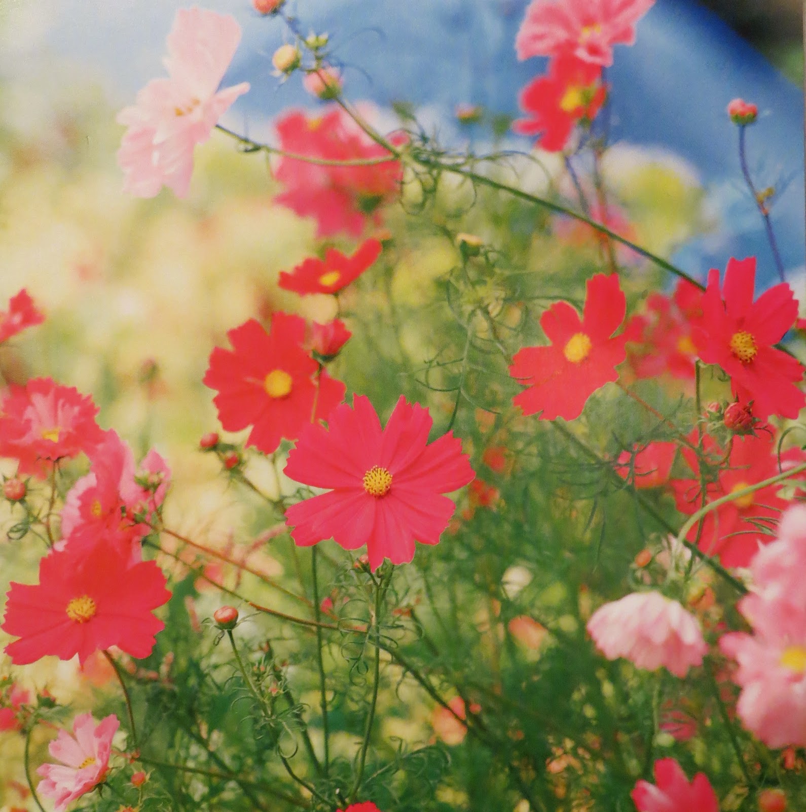 The Painted Prism: WATERCOLOR WORKSHOP: Painting Cosmos on Aquabord