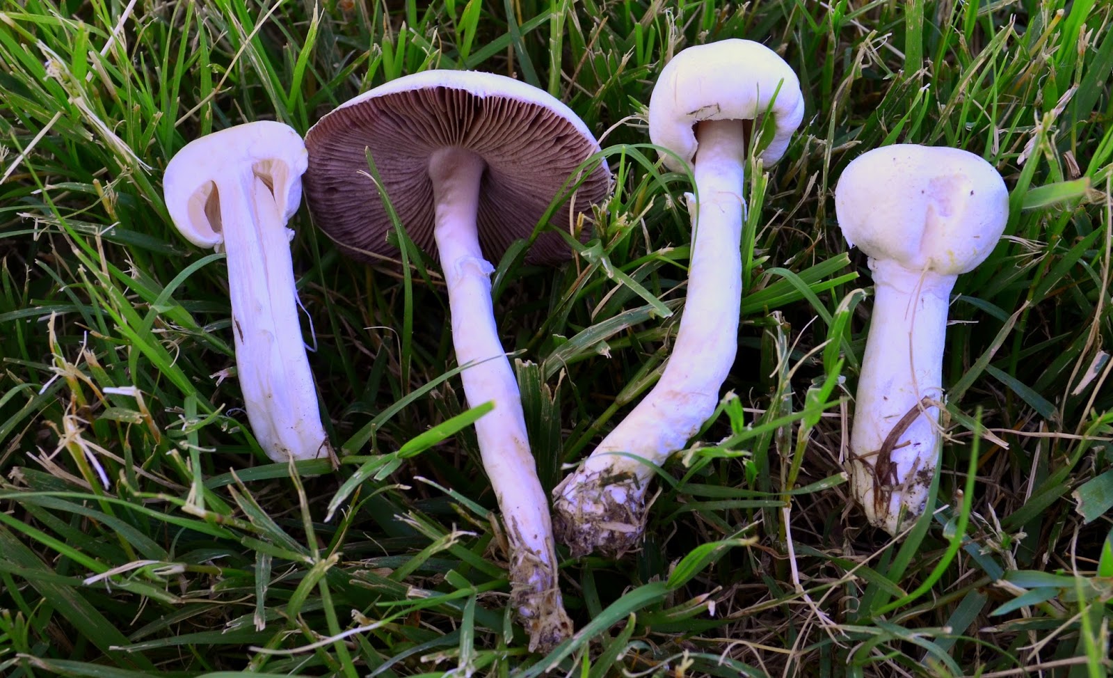 Setas Extremadura : Agaricus Comtulus.