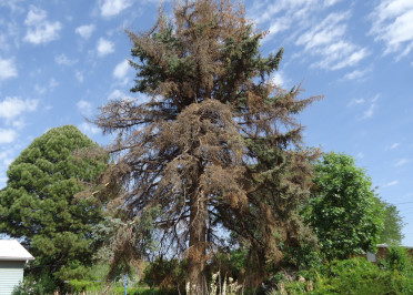 Nature Abhors a Garden: Dead Evergreens