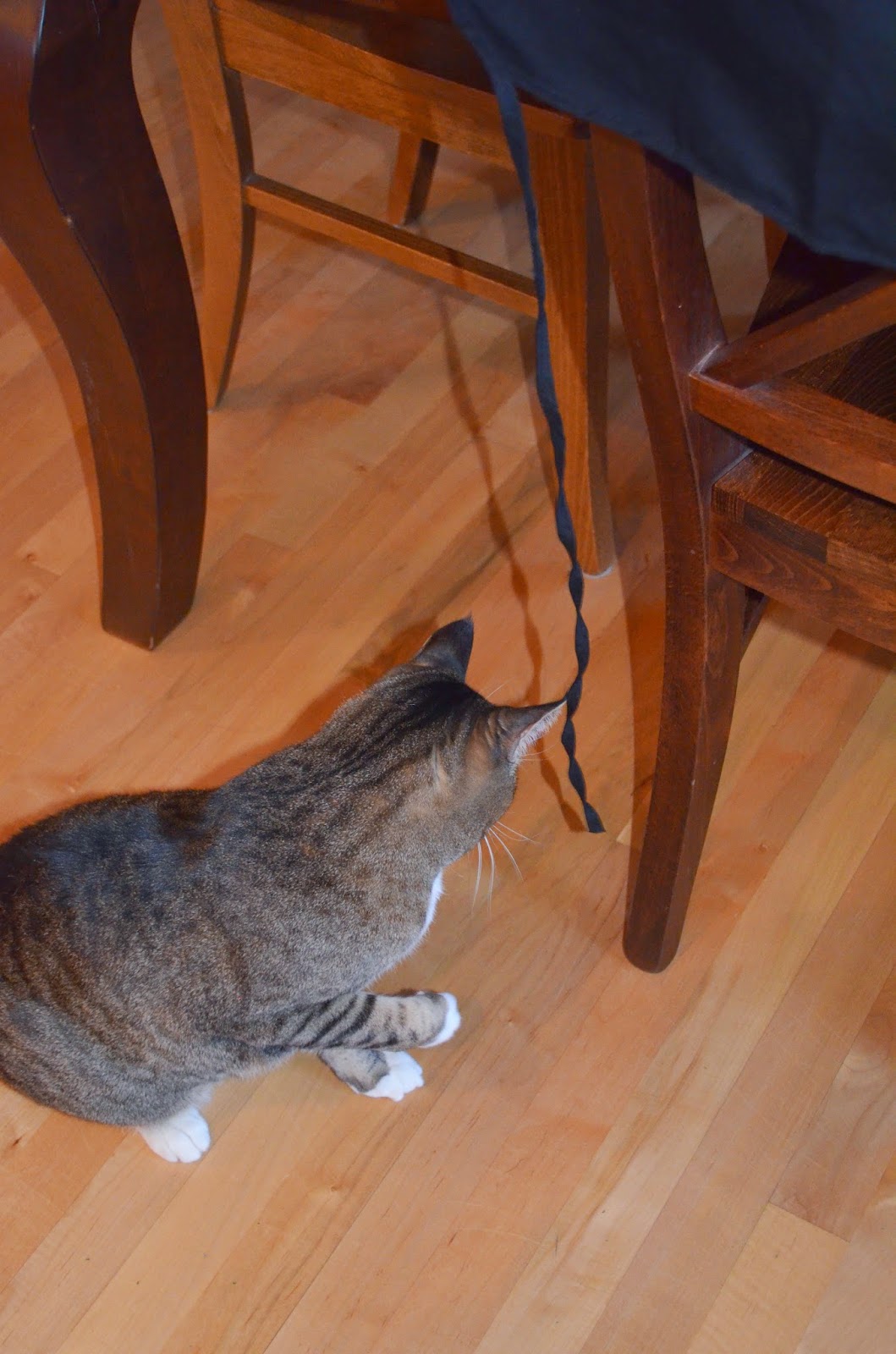 Protect your cat! | the most - - of every moment