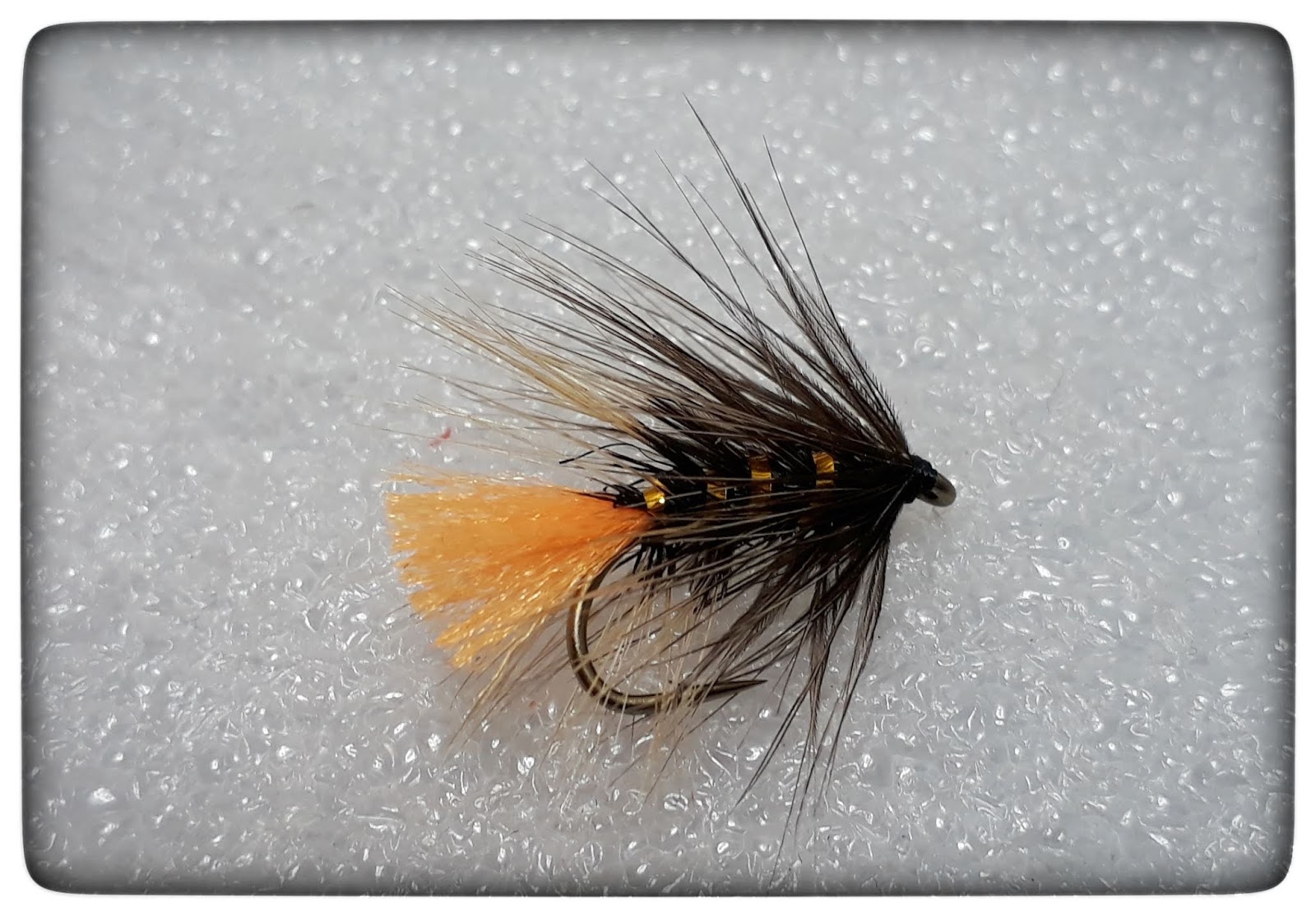 Hillend Dabbler: A Zulu from Orkney!