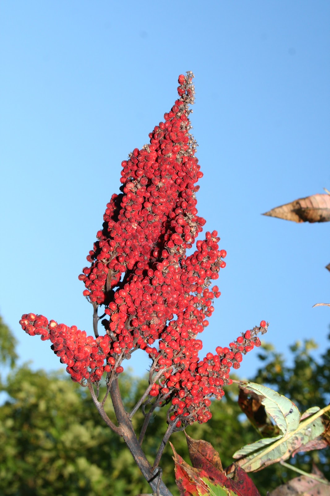 Hoot Owl Karma: Indian Lemonade and Cashews - Amazing Sumac