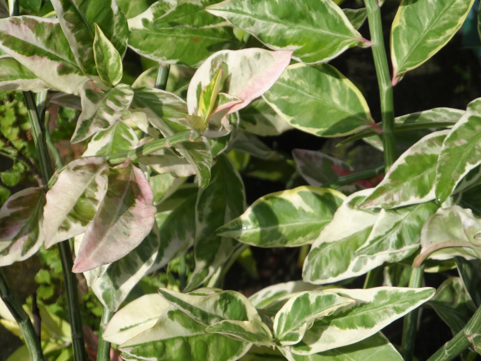 Photography with Dr. Ernie.: Euphorbia(Pedilanthus) Tithymaloides,luha ...