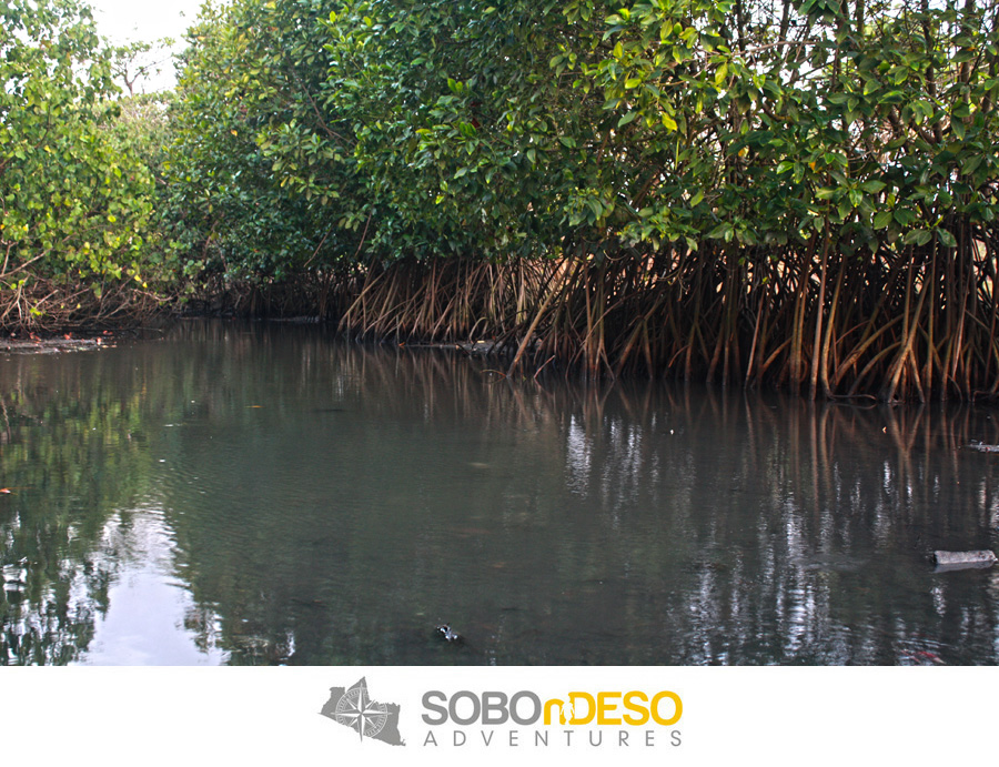 Menjelajah Kawasan Hutan Mangrove Pantai Baros - SOBO nDESO