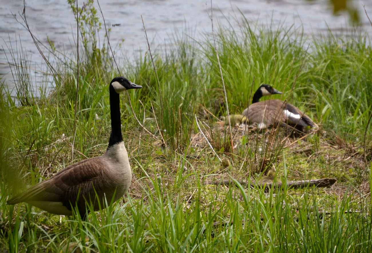 Woods Walks and Wildlife: Fluffy Yellow Babies