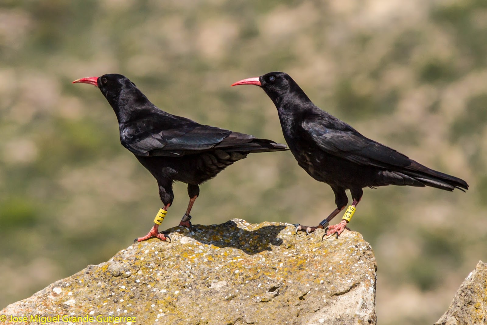 AVES DEL CIELO - BIRDS OF HEAVEN: Chova piquirroja(Pyrrhocorax ...