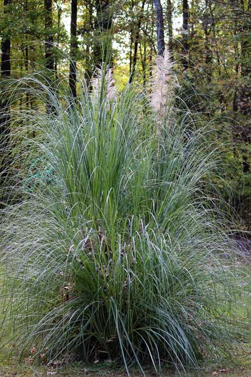 Garden Lady How To Trim Pampas Grass Videos Included