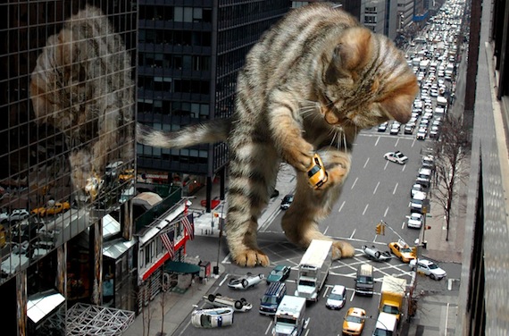 Something wicKED this way comes....: CATZILLA!