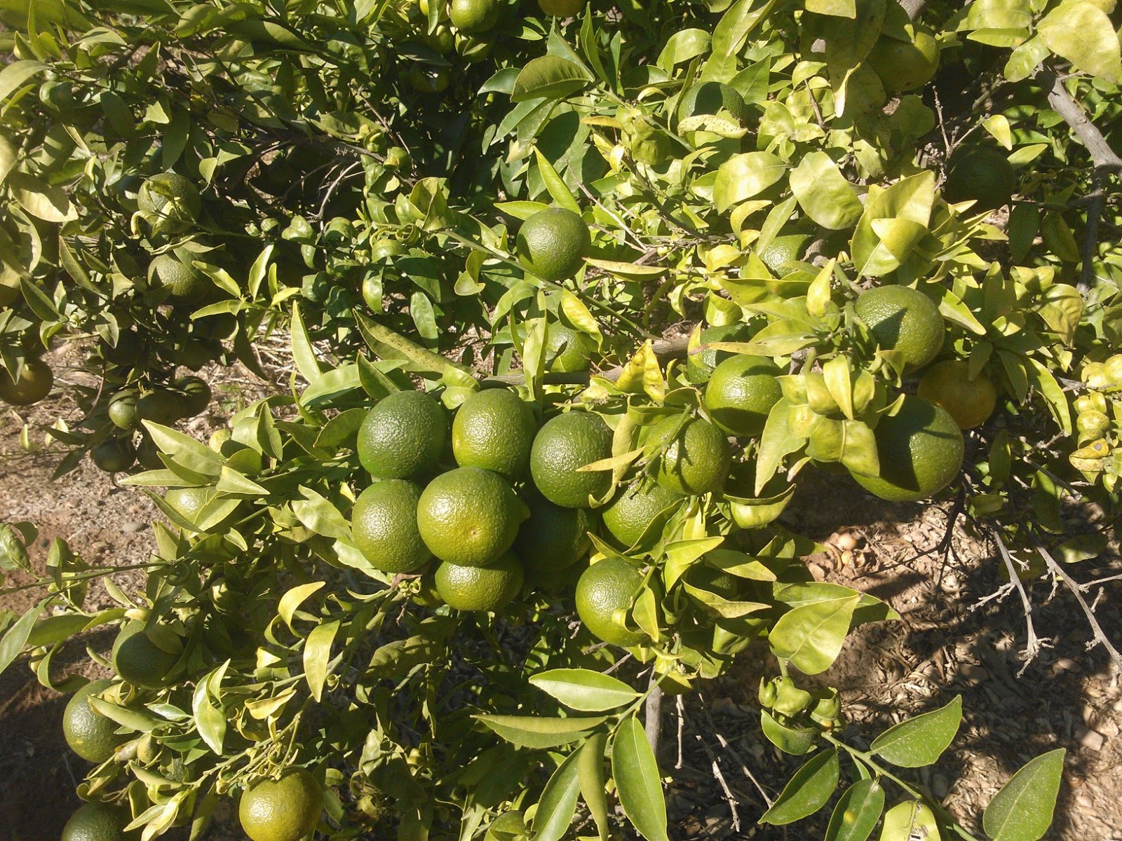 MandarinasSanz.com - Evolución: La reina Clemenules online ya comienza ...