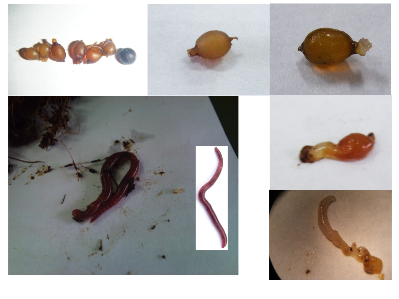 Lombriga Vermella de California