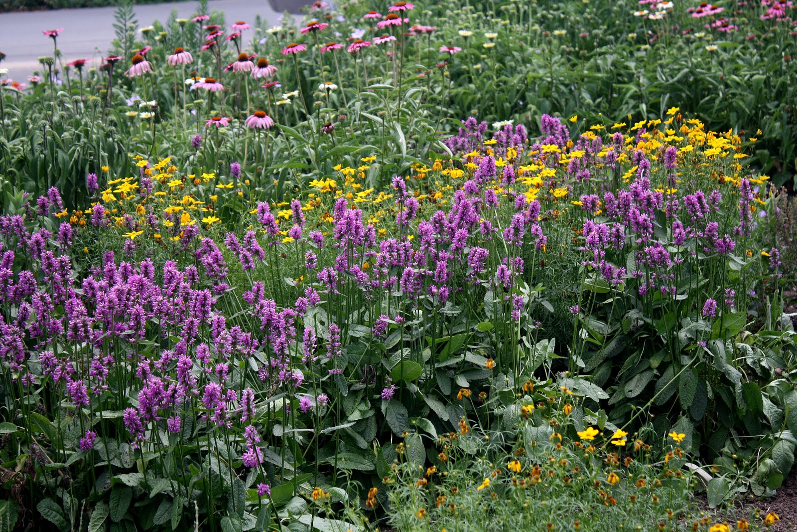 MIDWEST GROUNDCOVERS Display Gardens & Plant Trials: Section Three of ...