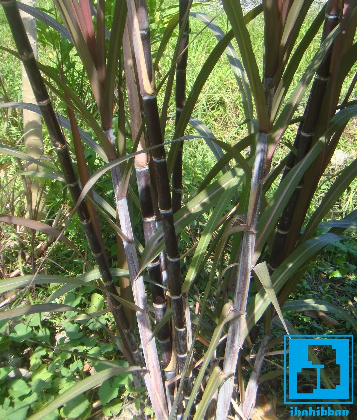 Gambar Tanaman Tebu Ireng - Informasi Seputar Tanaman Hias