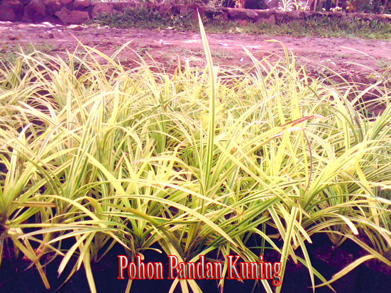 POHON PANDAN KUNING - kebon kembang bogor