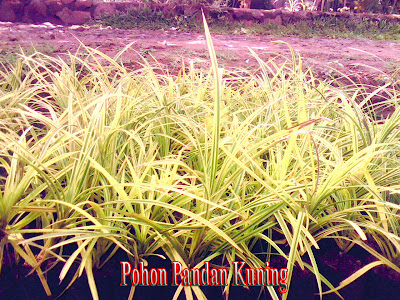 POHON PANDAN KUNING - kebon kembang bogor