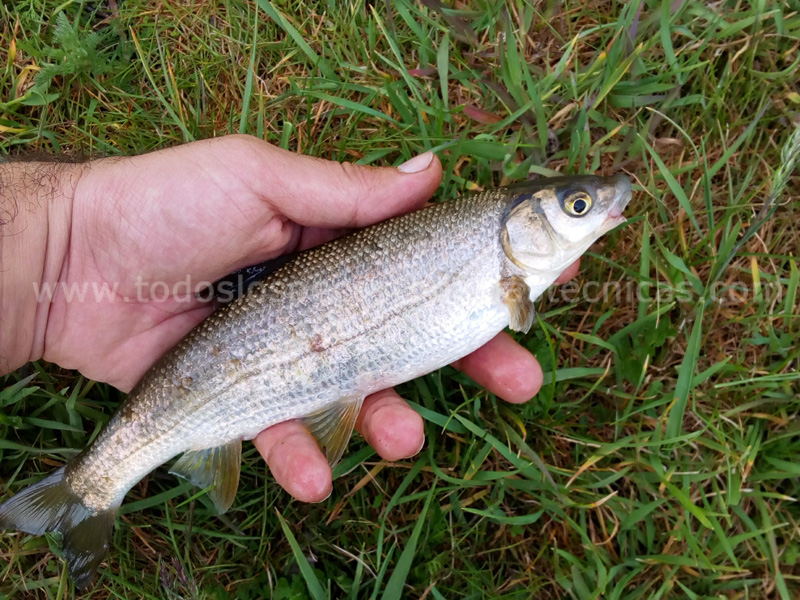 Pescando bogas a la inglesa - Todos los peces, todas las técnicas.