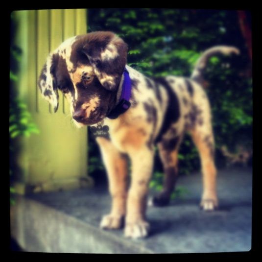 Juicy Dog Couture: Chocolate Aussiedor -- Chocolate Lab Australian ...