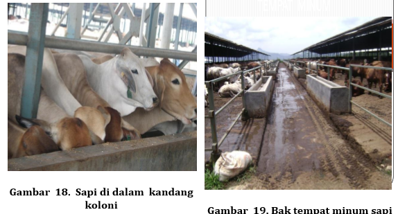 Pemeliharaan Ternak Ruminansia: kebutuhan bangunan kandang ternak ...