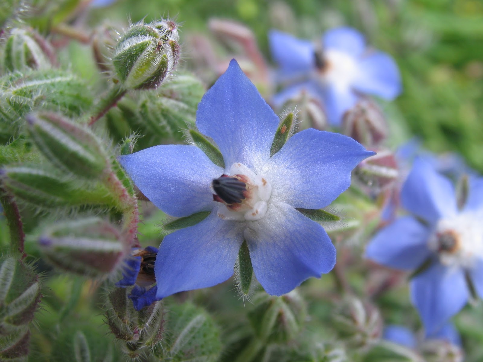 pantelleria - trekking - wandern: Flora A-C