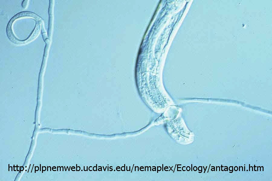 Bizarre Creature of the Day: Creature 254: Arthrobotrys oligospora