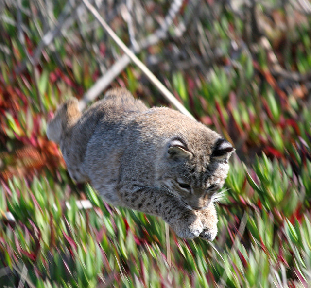 The Bobcat – Resilient Predator of North America | The Ark In Space